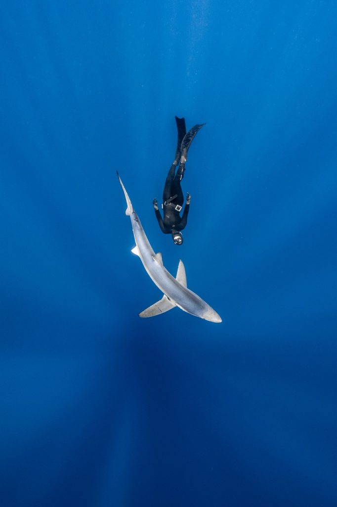 Expeditions - Ocean Collective